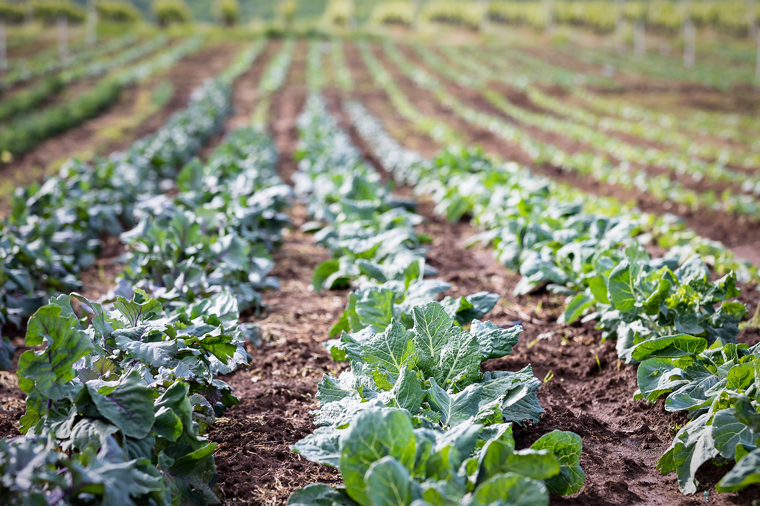 JIDVEI | CASTELUL BETHLEN-HALLER