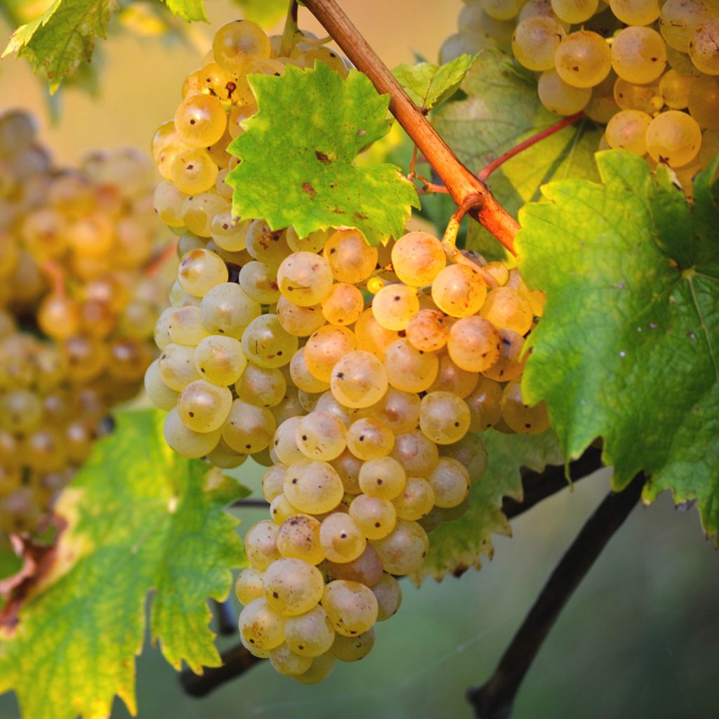 Culesul strugurilor la Jidvei, cea mai frumoasă sărbătoare a toamnei ...